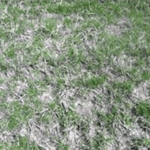 Holganix Trials - Advanced Turf Solutions