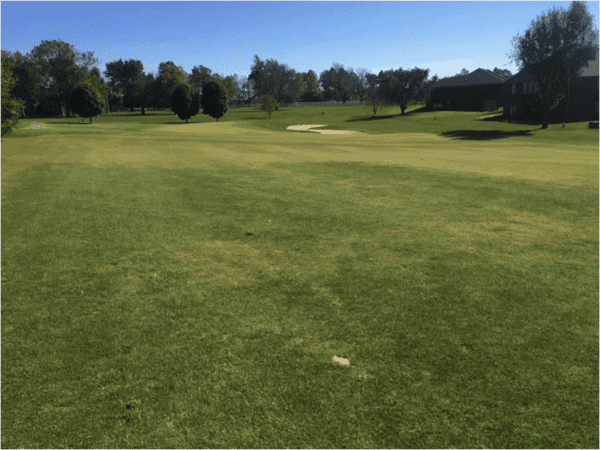 Some Things Just Blend Well Together Bluegrass And Bermudagrass ...