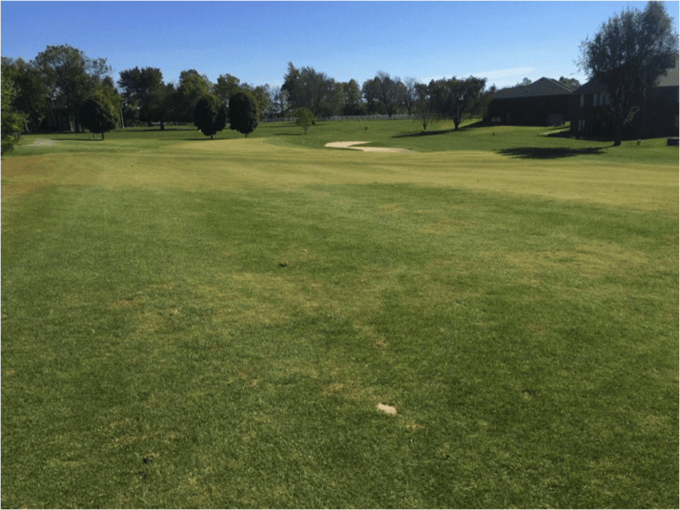 Some Things Just Blend Well Together Bluegrass And Bermudagrass ...