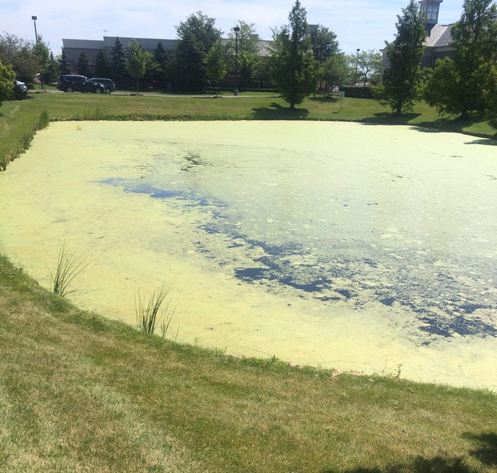 How To Keep Your Pond Looking Great - Advanced Turf Solutions