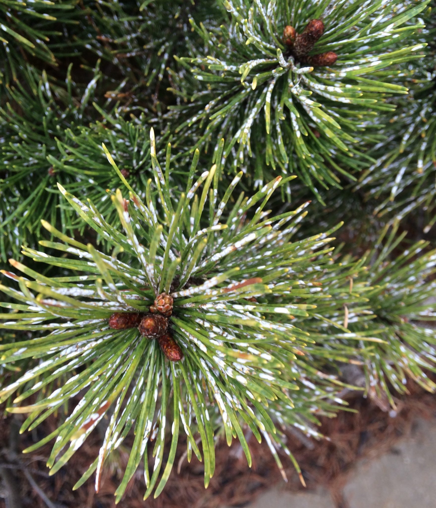 Horticultural Oils for Early-Season Scale Control - Advanced Turf Solutions