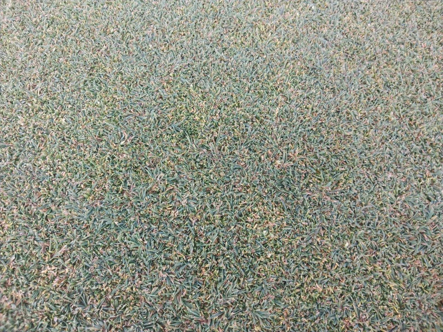 PGR Use on Golf Courses - Advanced Turf Solutions