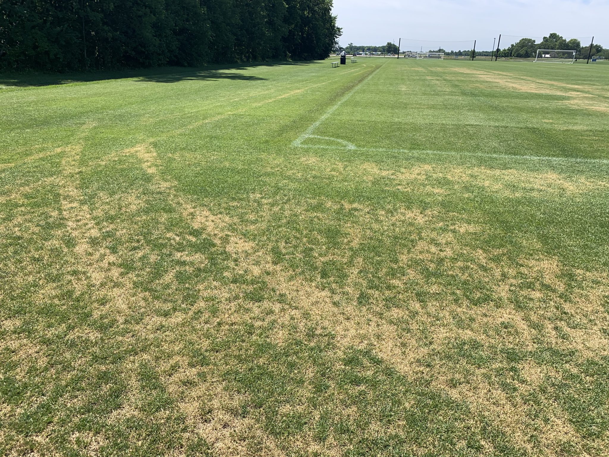 Summer Localized Dry Spot - Advanced Turf Solutions