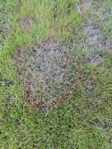 Four Fungal Lawn Diseases - Advanced Turf Solutions