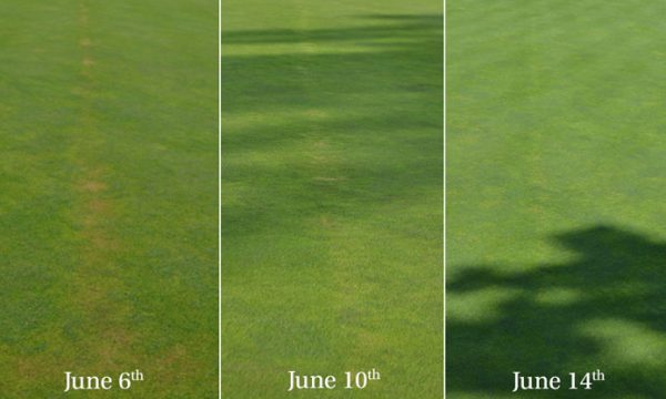 Battle Summer Stress with Advanced Turf - Advanced Turf Solutions