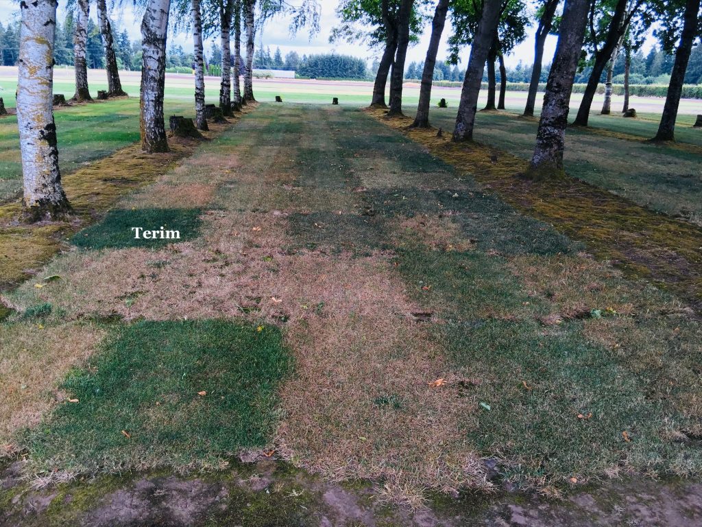 Growing Grass in the Shade - Advanced Turf Solutions