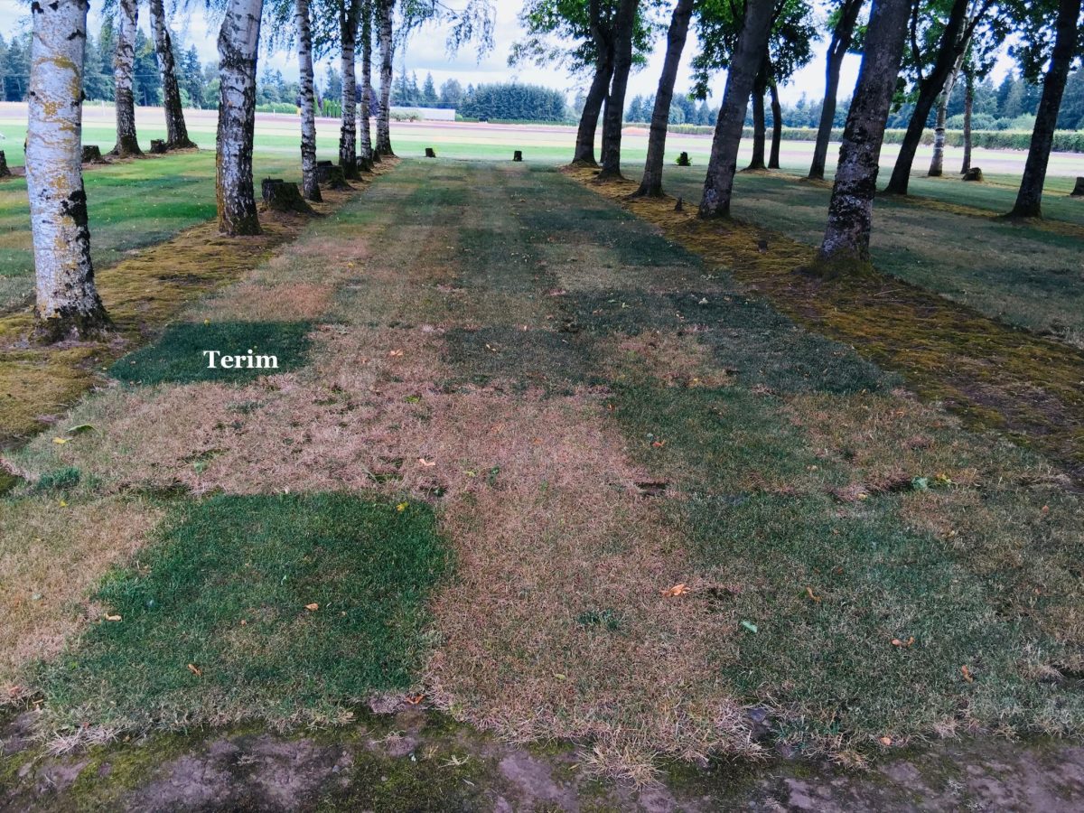 Growing Grass in the Shade - Advanced Turf Solutions