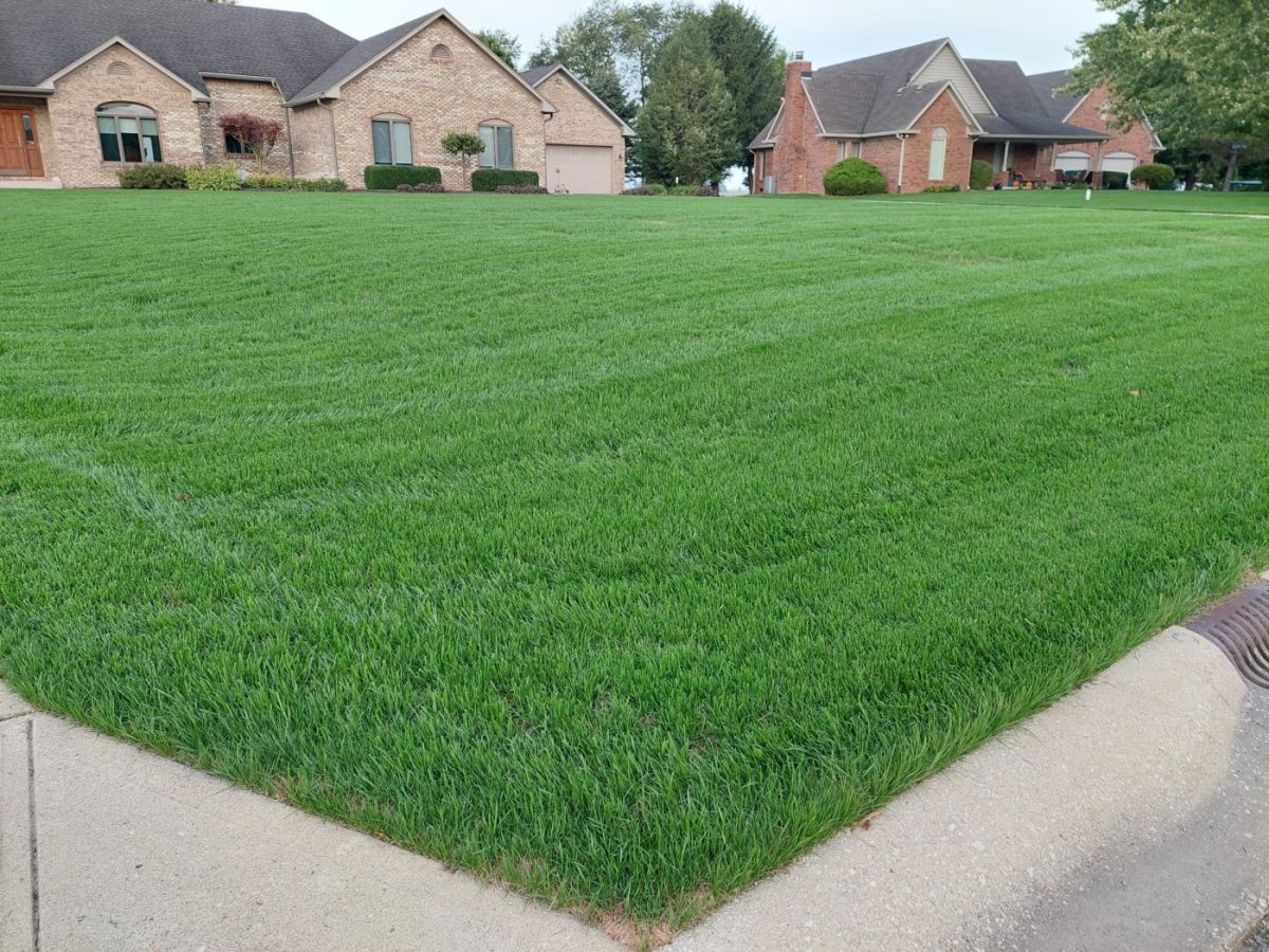 In His Own Backyard: A Lawn Renovation Story - Advanced Turf Solutions