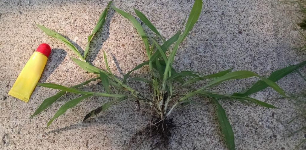 Post-Emergent Crabgrass and Goosegrass Control - Advanced Turf Solutions