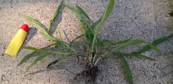 Post-Emergent Crabgrass and Goosegrass Control - Advanced Turf Solutions