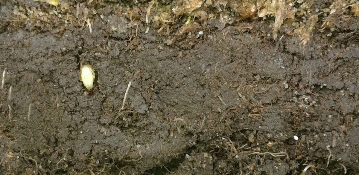 Annual Blue Weevil Q&A with Bayer - Advanced Turf Solutions