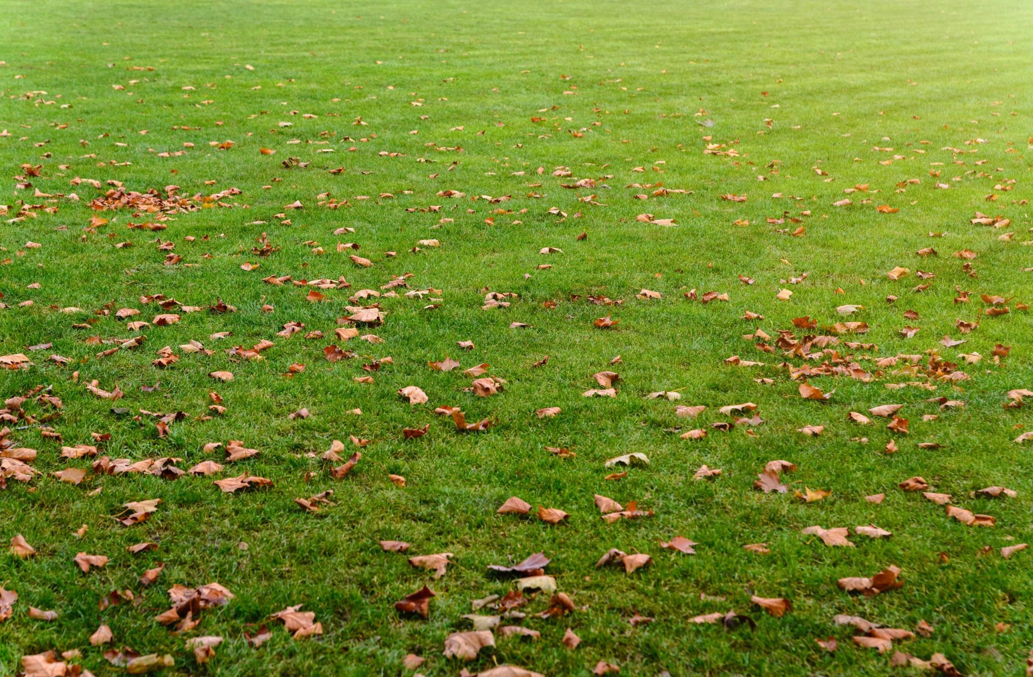 Agronomic Plans: A Roadmap to Success - Advanced Turf Solutions