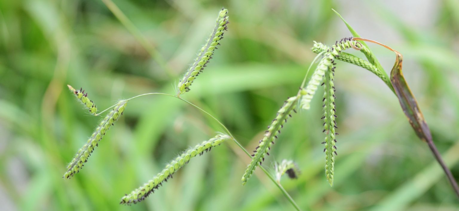 Dallisgrass Identification and Control - Advanced Turf Solutions