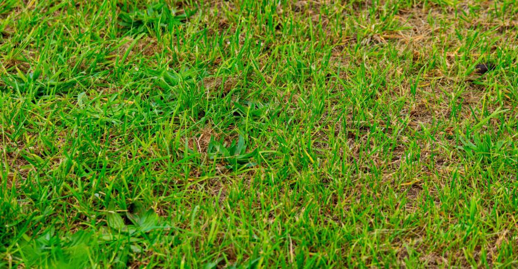Spring Seeding and Weed Control - Advanced Turf Solutions
