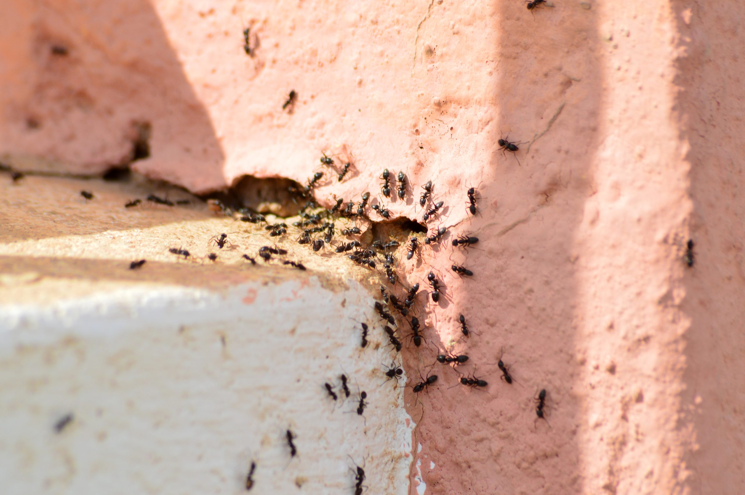 Perimeter Pest Control: The Add-On Service Staple - Advanced Turf Solutions