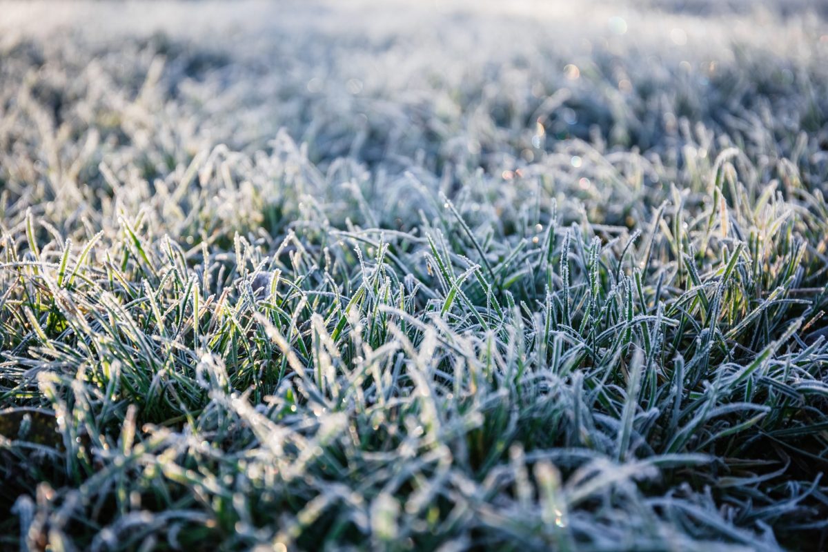 Preventing Lawn Damage From Frost - Advanced Turf Solutions
