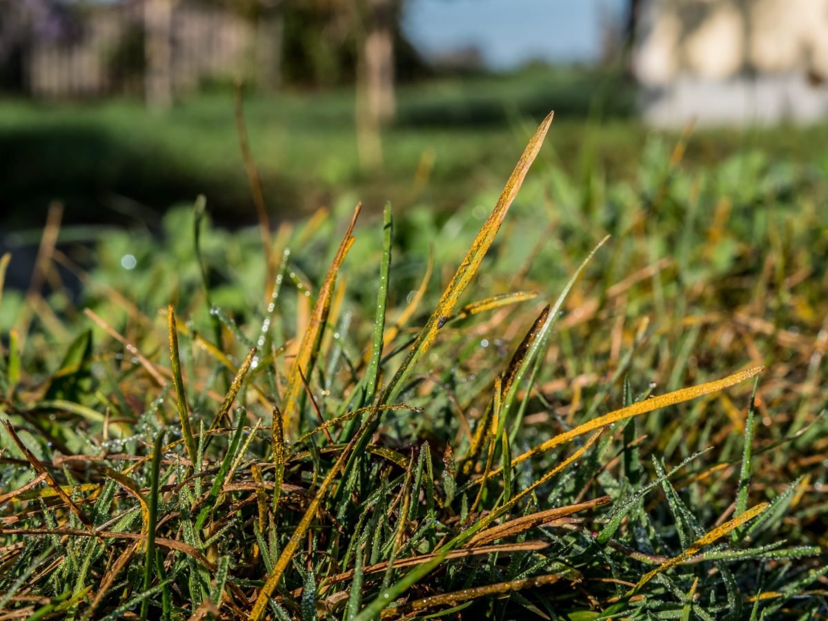 What the Color of Your Grass Is Trying to Tell You - Advanced Turf ...
