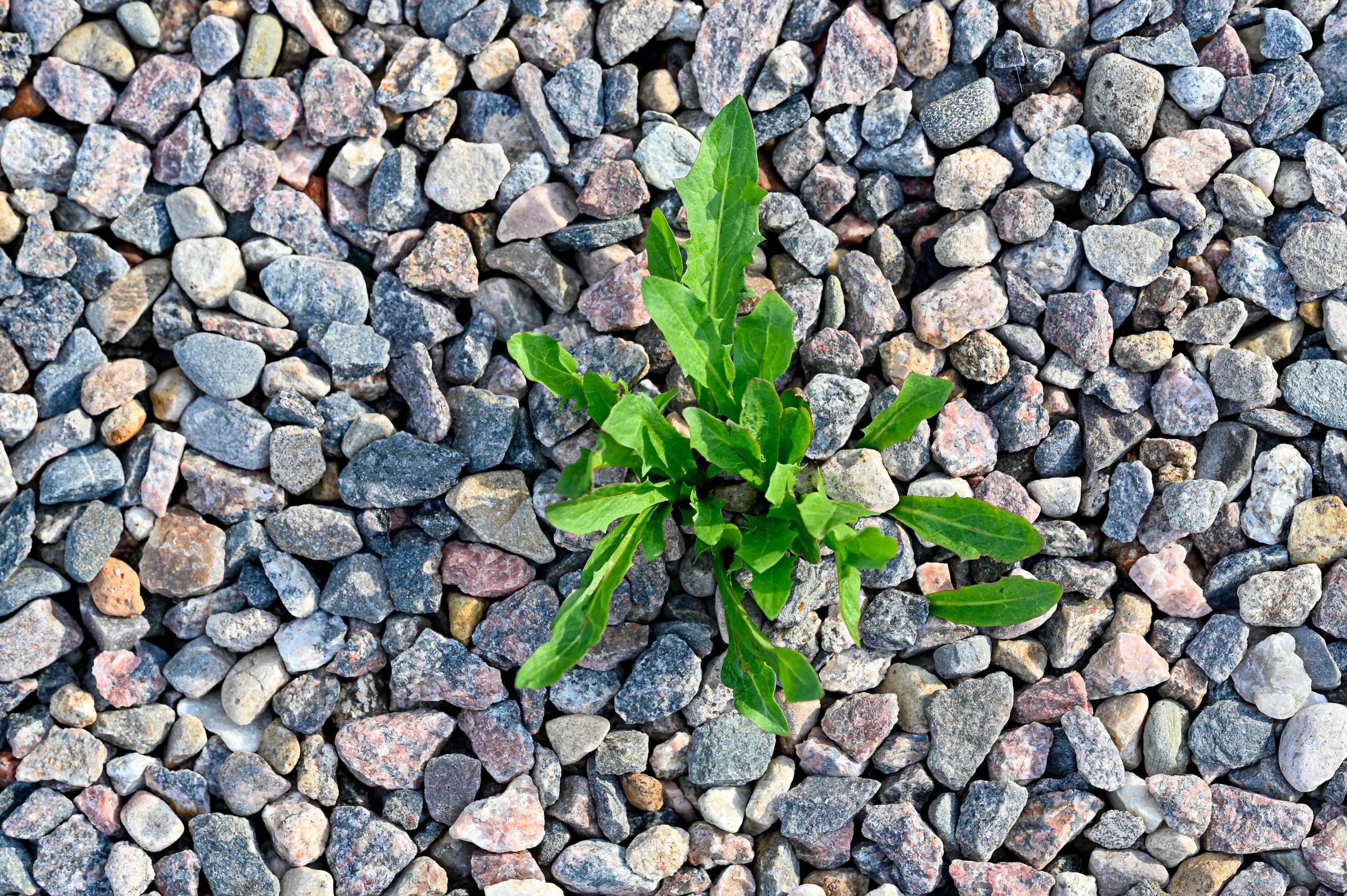 Controlling Weeds in Gravel Areas - Advanced Turf Solutions