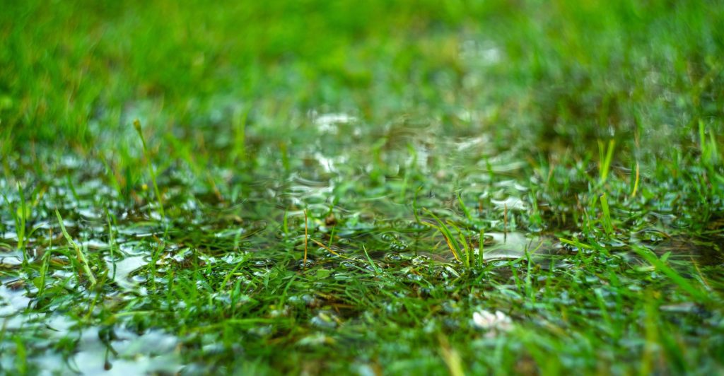 Turfgrass Issues That Thrive in Warm, Wet Conditions - Advanced Turf ...