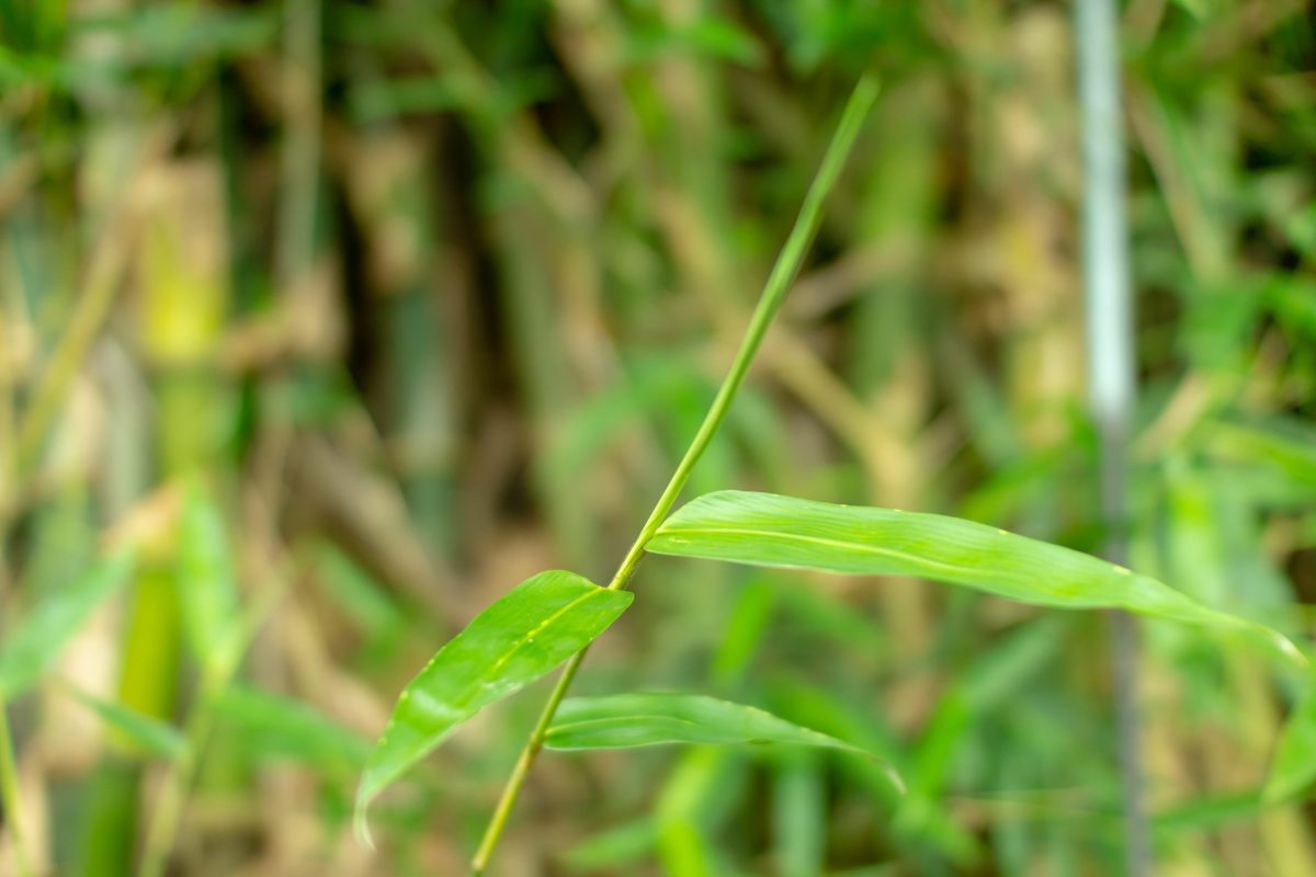 Japanese Stiltgrass Control - Advanced Turf Solutions