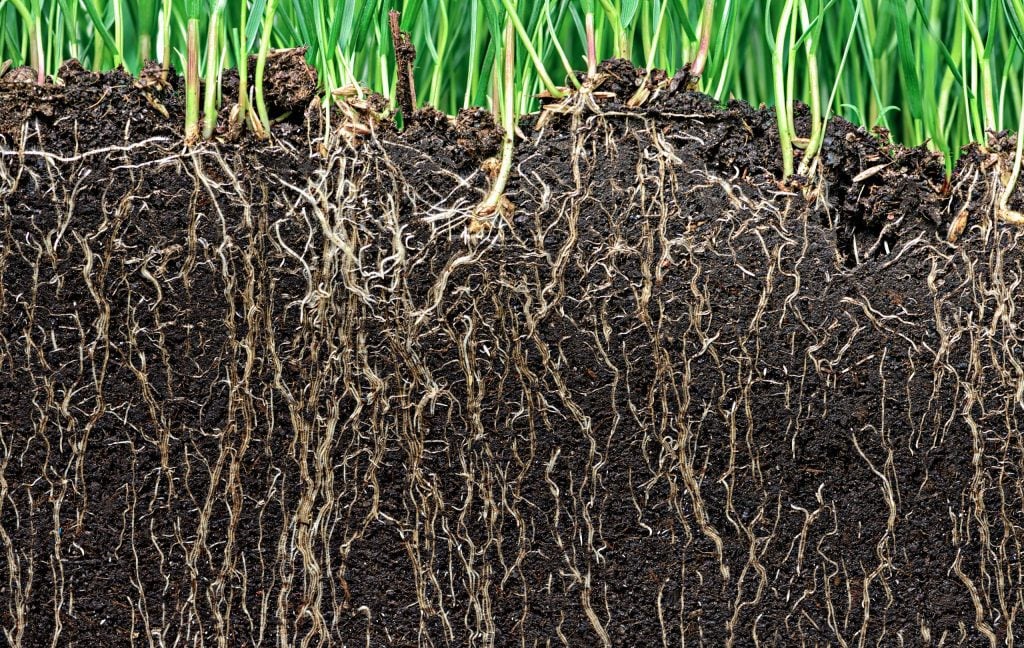 Root Health Basics - Advanced Turf Solutions