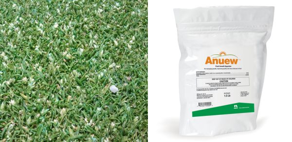 Nufarm Anuew Q&A for Poa Annua Seedhead Suppression - Advanced Turf ...