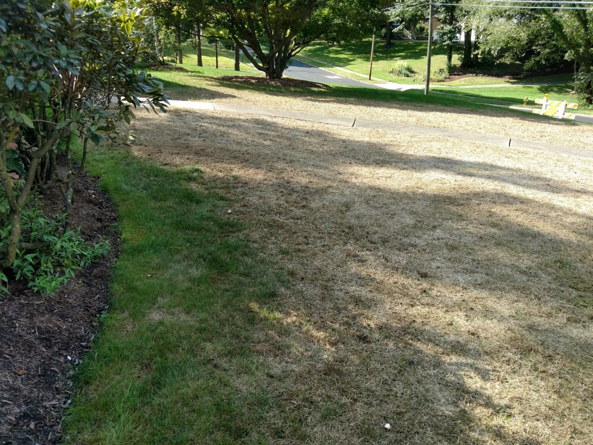 Control Billbugs Before They Control Your Course - Advanced Turf Solutions