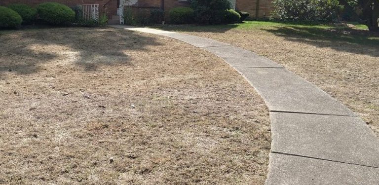 Why Are Brown Spots in My Lawn: Insects - Advanced Turf Solutions