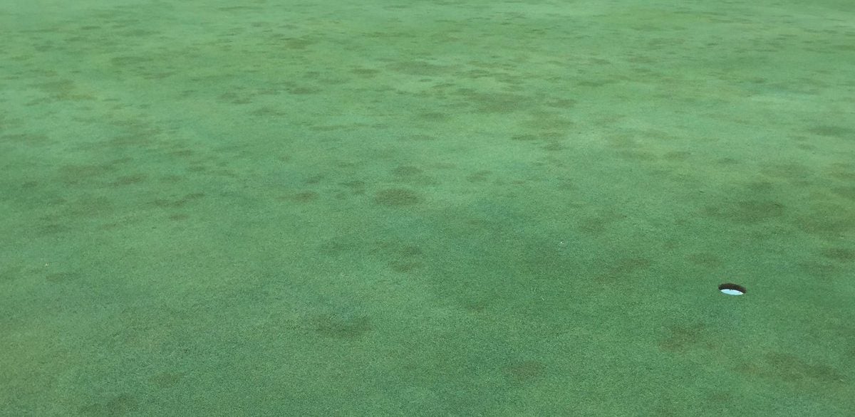 Brown Patch: Symptoms and Control - Advanced Turf Solutions