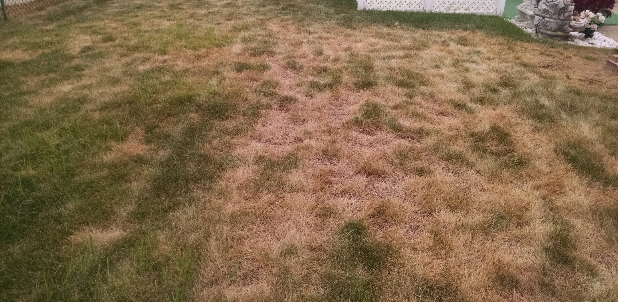 What You Should Know About Chinch Bugs - Advanced Turf Solutions