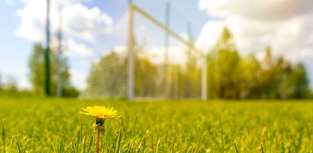 Tips for a Successful Fall Broadleaf Weed Strategy - Advanced Turf ...