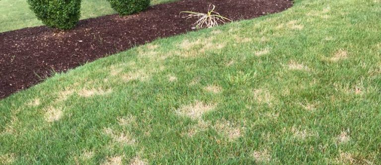 What Are Fungicides? - Advanced Turf Solutions