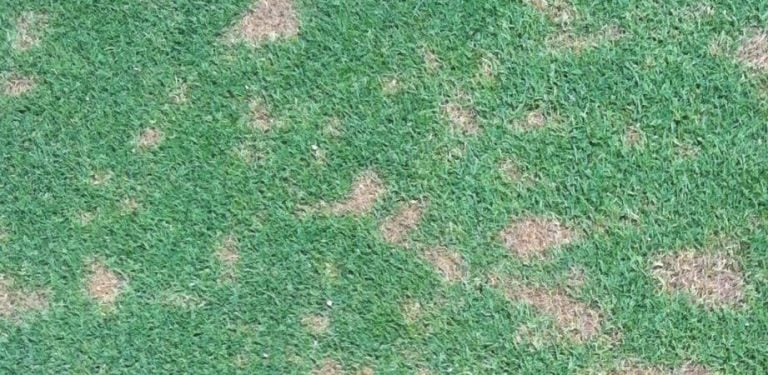 Dollar Spot Q&A with BASF - Advanced Turf Solutions