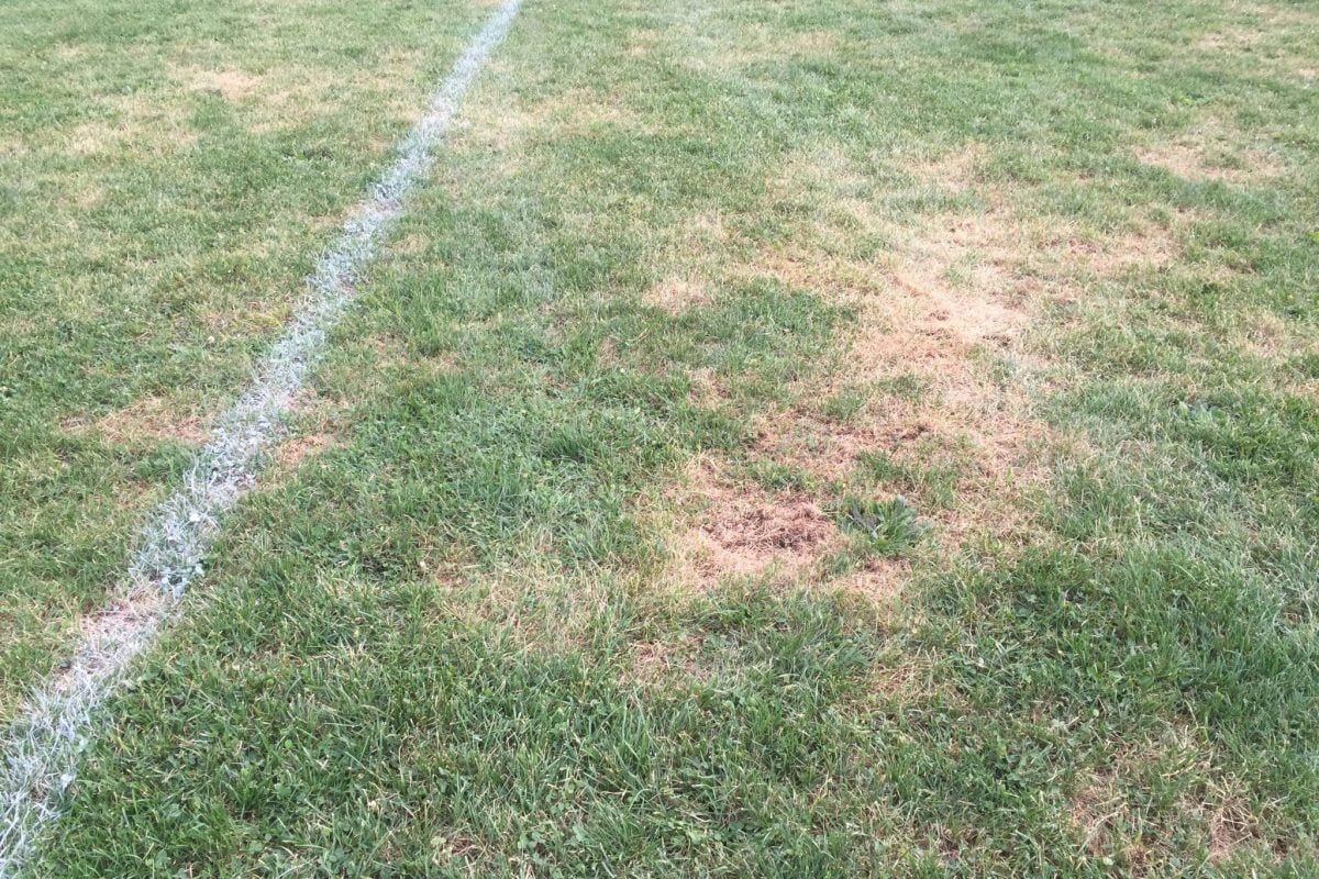 Here's Another Reason Your Field Or Lawn Does Not Want To Recover ...