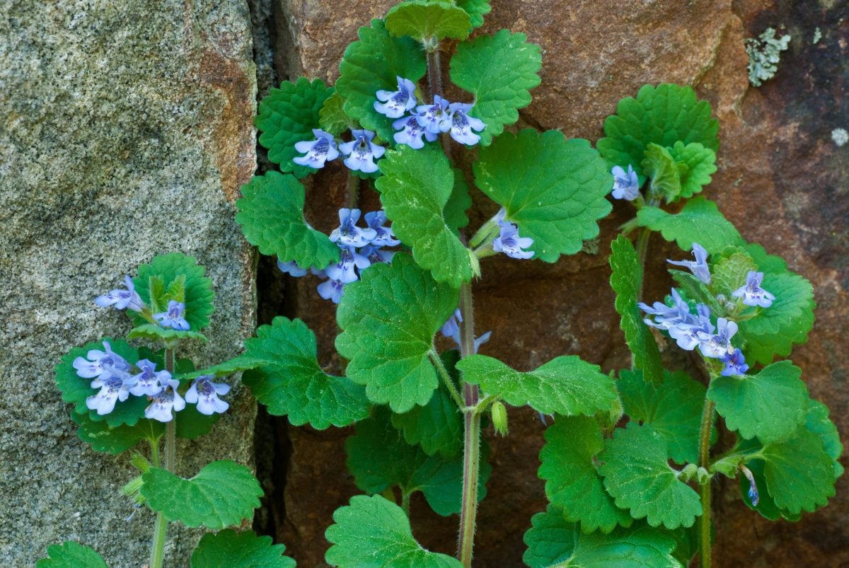 Hard to Kill: Ground Ivy - Advanced Turf Solutions