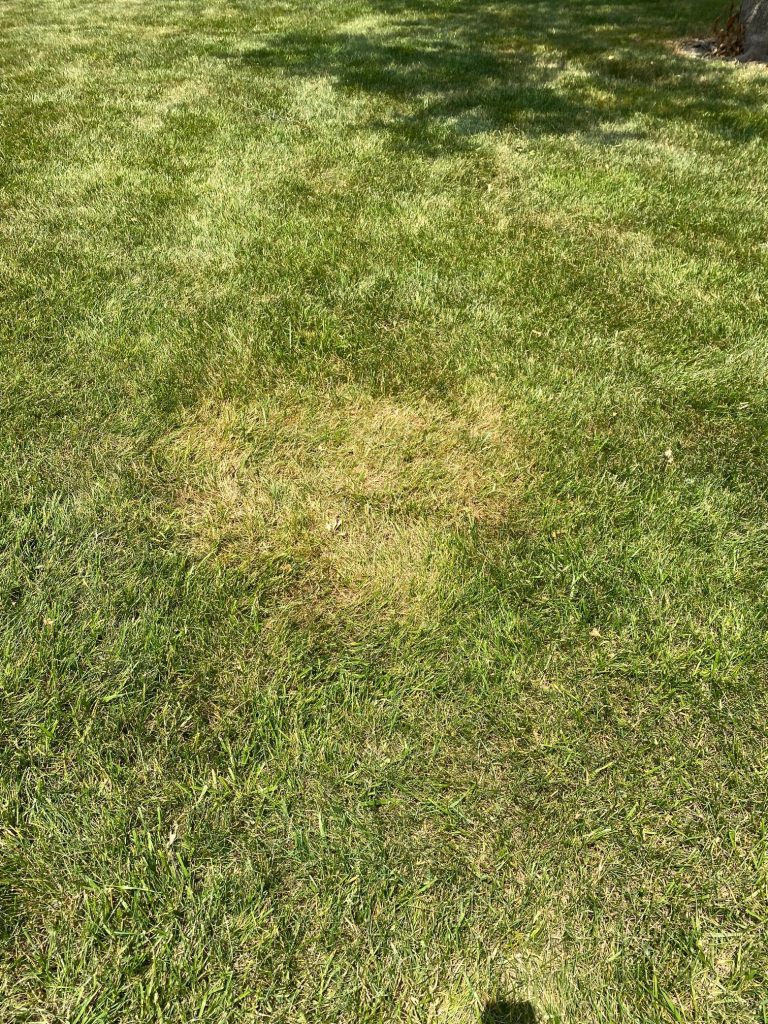 Poa Trivialis Identification and Control - Advanced Turf Solutions