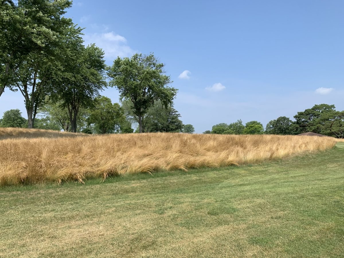 Fine Fescue Maintenance - Advanced Turf Solutions