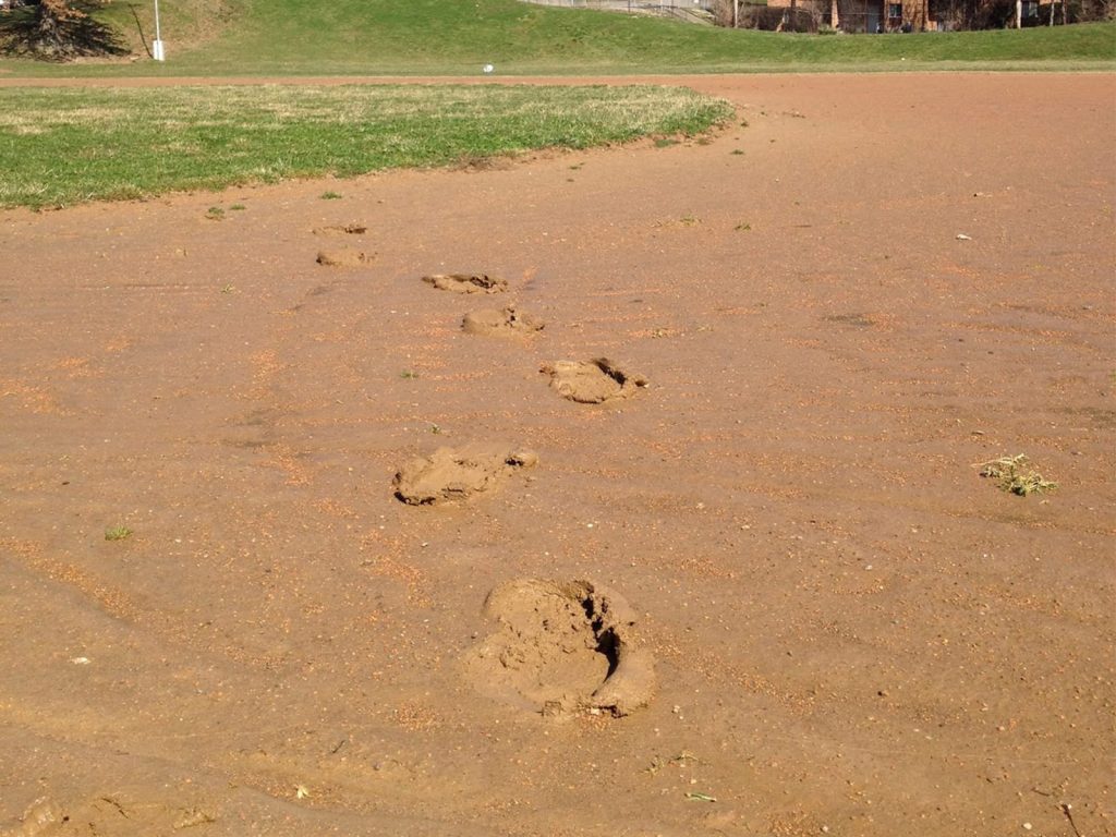 Rolling Infields: When, Why, and How - Advanced Turf Solutions