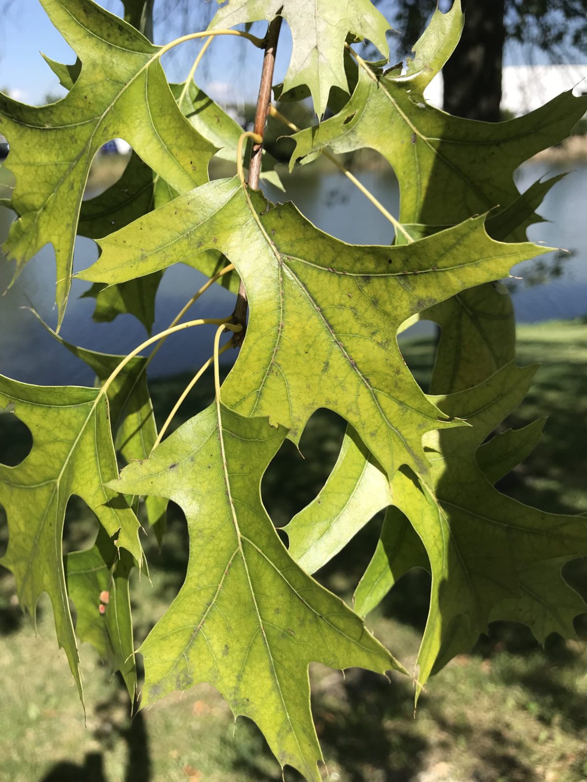 Common Nutrient Deficiencies in Trees - Advanced Turf Solutions