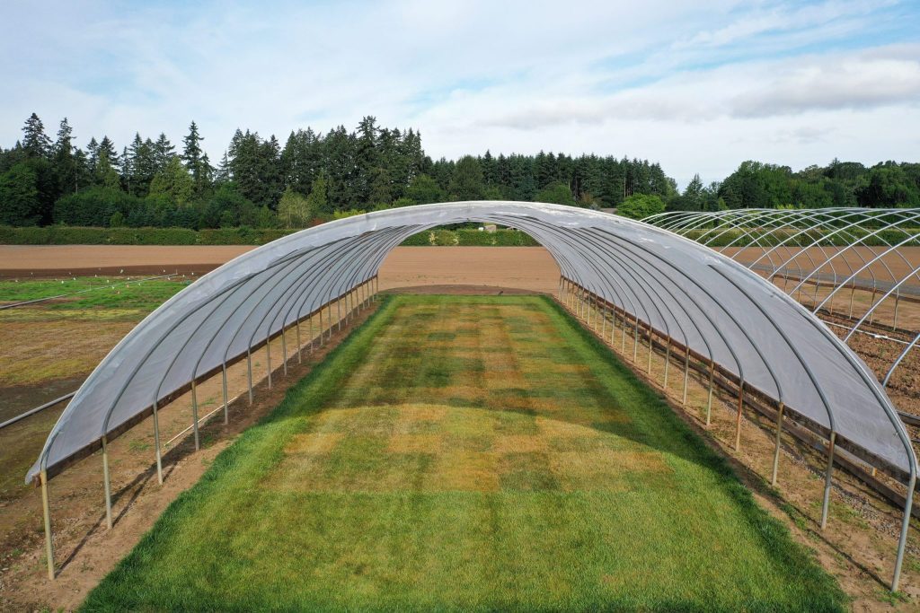 Grass Heals the Scars of Humanity - Advanced Turf Solutions