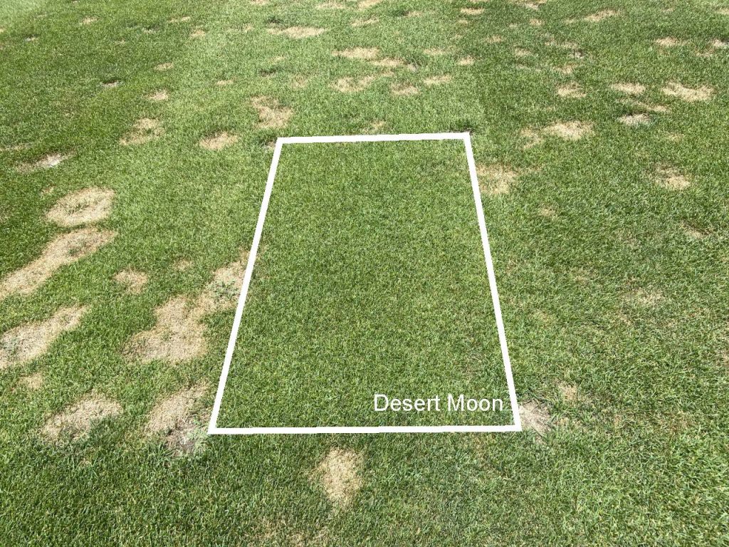 Grass Heals the Scars of Humanity - Advanced Turf Solutions