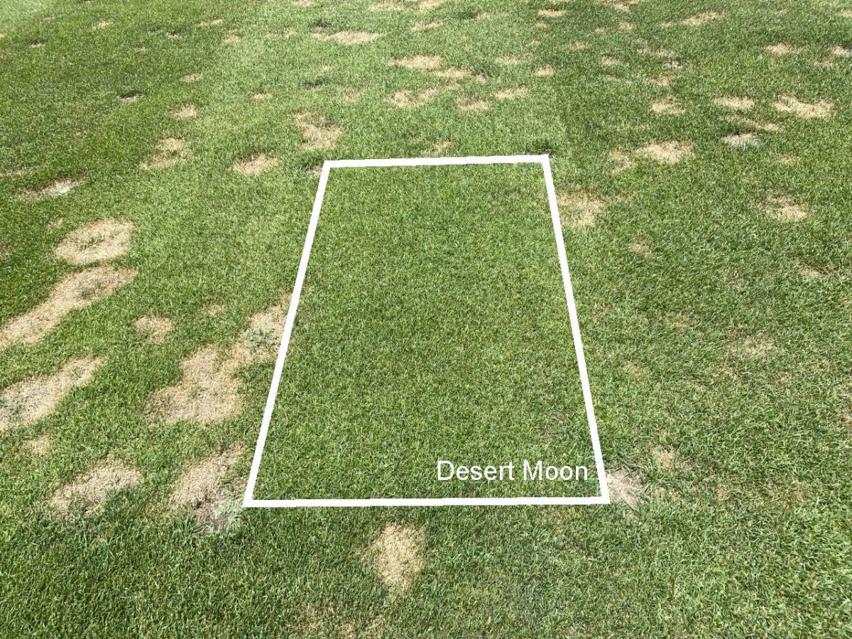 Grass Heals the Scars of Humanity - Advanced Turf Solutions