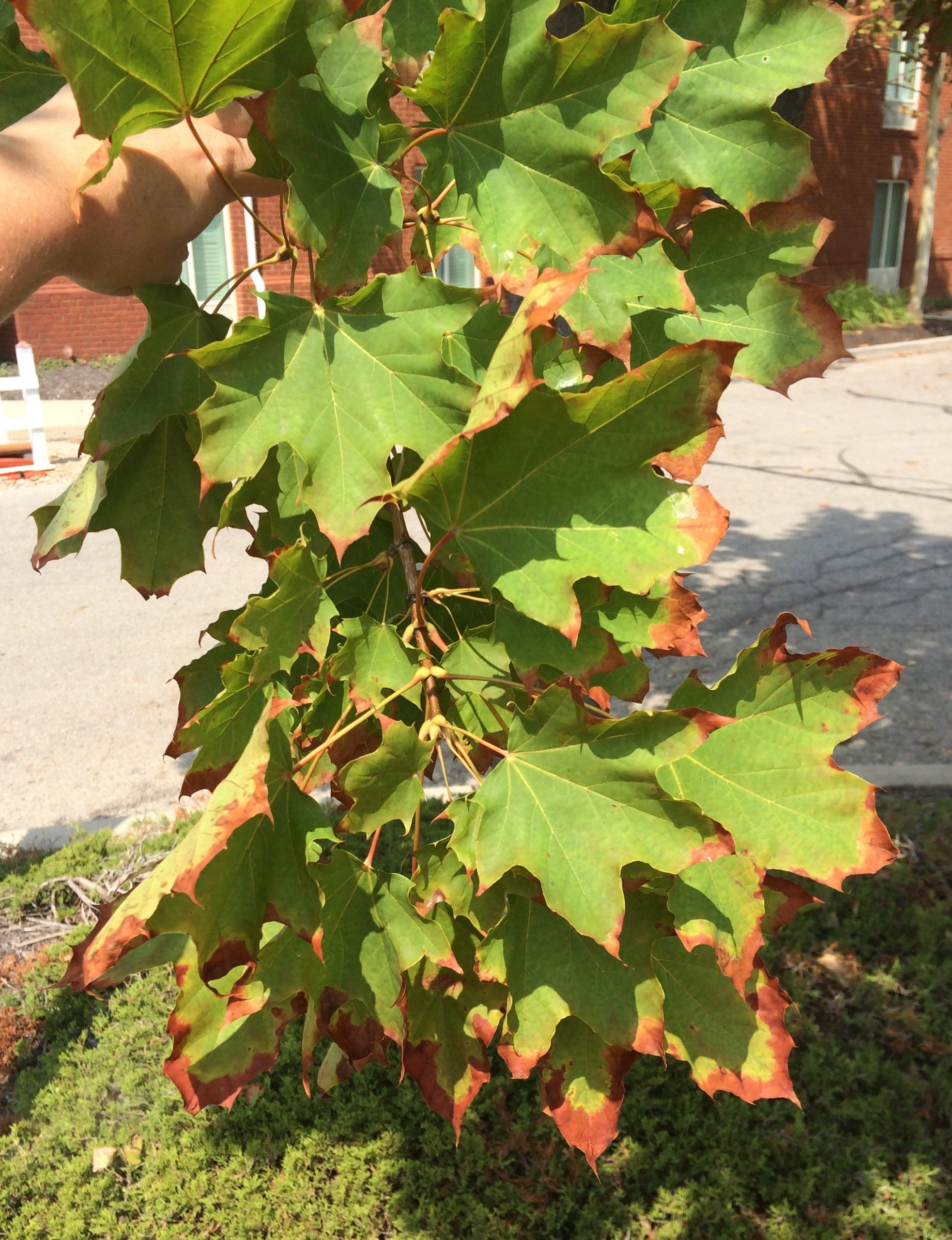 Summer Ornamental Issues - Advanced Turf Solutions