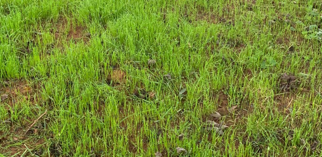 Seeding Preparation: Less Is More - Advanced Turf Solutions