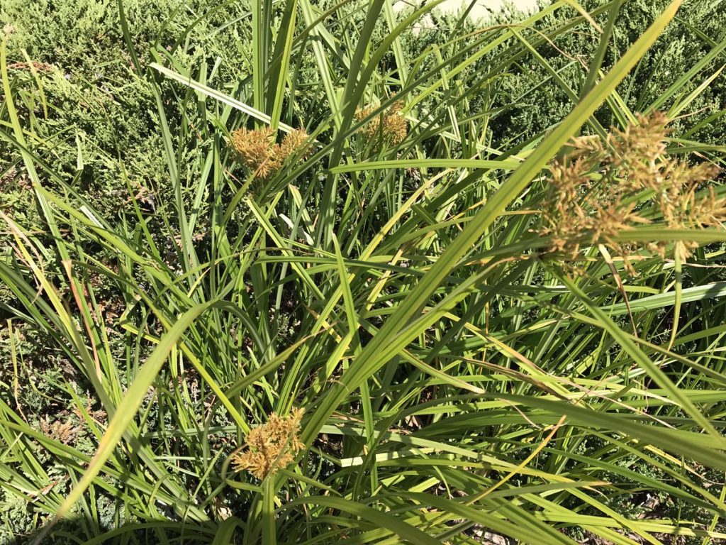 Yellow Nutsedge and Kyllinga Control - Advanced Turf Solutions