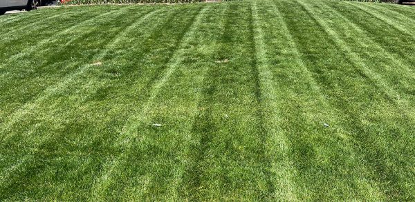 Perennial Ryegrass - Advanced Turf Solutions