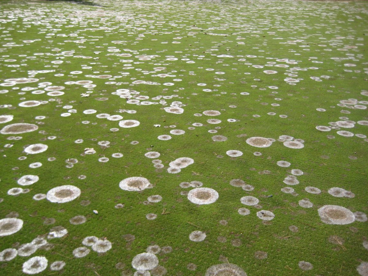 Preparing for Snow Mold Season - Advanced Turf Solutions