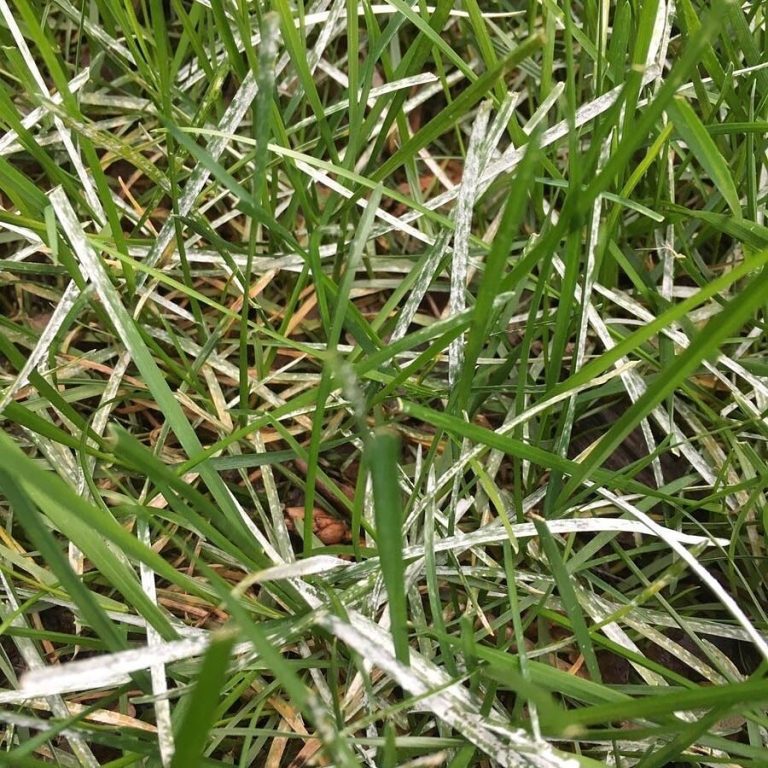 Four Common Fall Turf Diseases - Advanced Turf Solutions