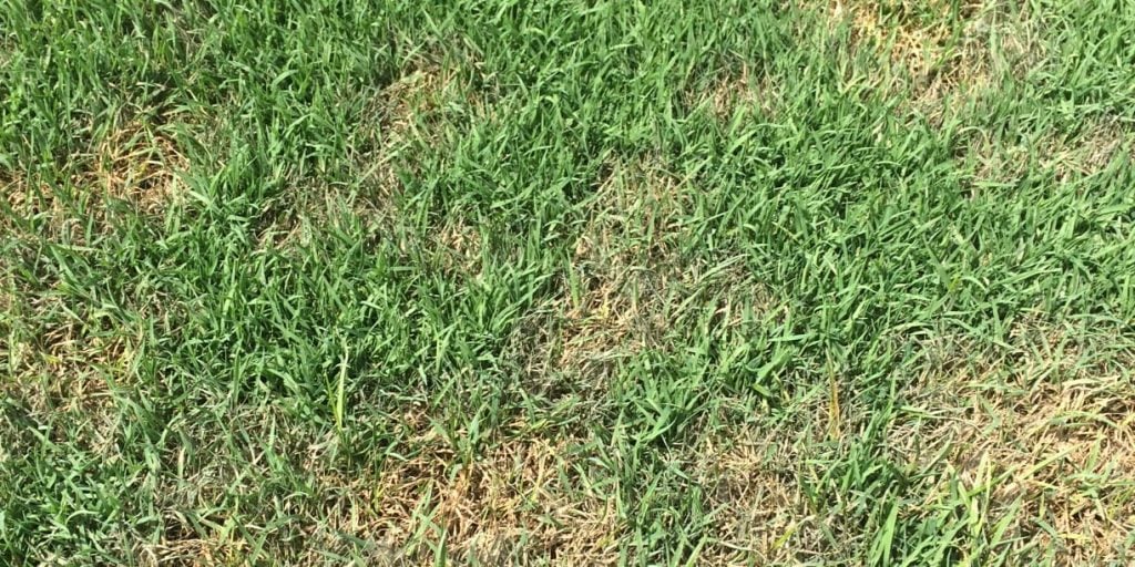 Pythium Root Rot vs. Pythium Root Dysfunction - Advanced Turf Solutions