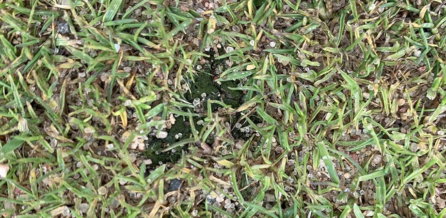 Managing Moss and Algae on Bentgrass Greens - Advanced Turf Solutions